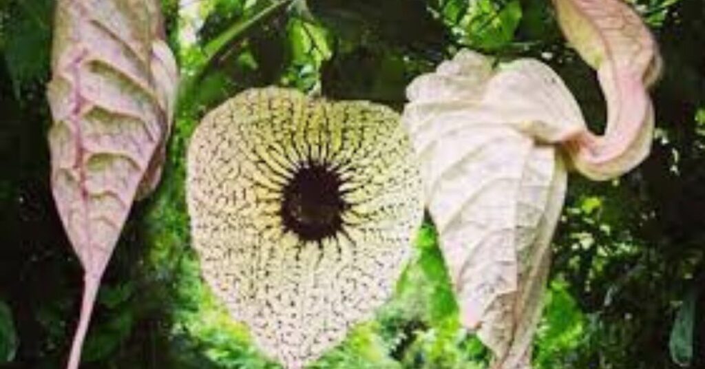 Duck Flower: A Deep Dive into Its Benefits, Uses, and Mystique