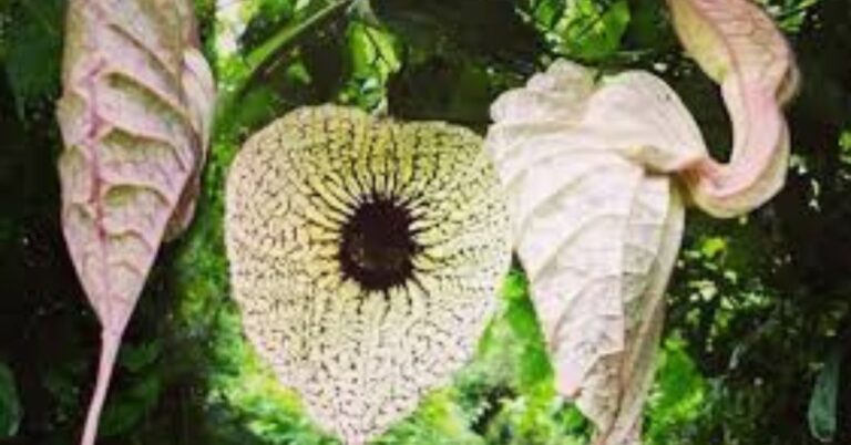 Duck Flower: A Deep Dive into Its Benefits, Uses, and Mystique